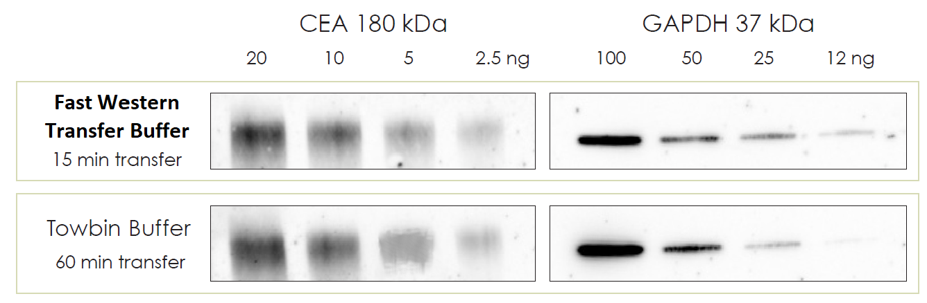 Fast Western Transfer Buffer, 50X - Nepenthe